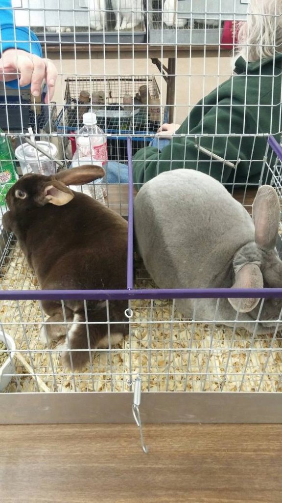 Farmington will host first rabbit and cavy show Saturday