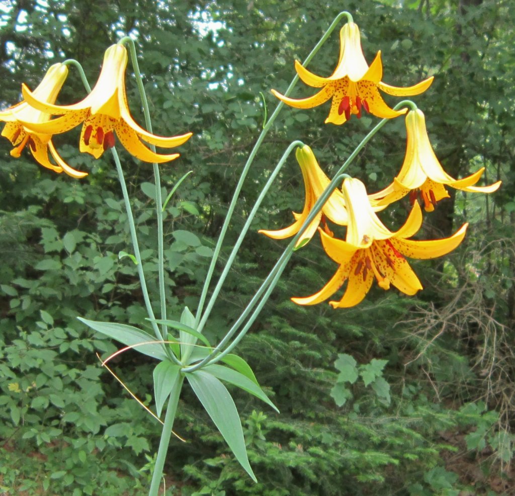 The lily lady of Poland