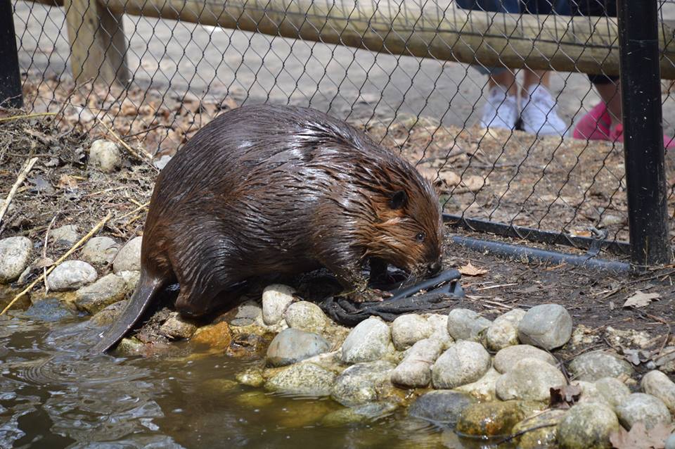 Beavers block culverts again in Livermore