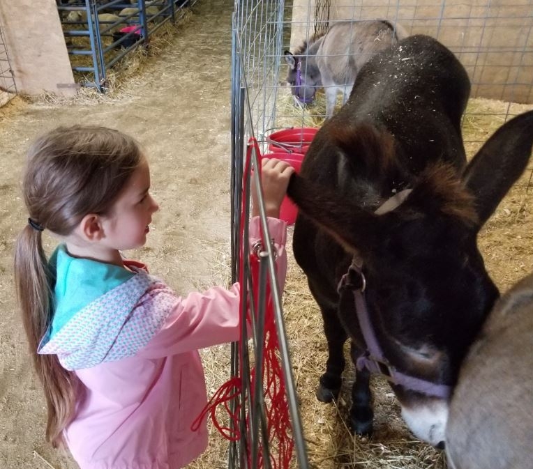 Photos: Petting the animals at the Farmington Fair