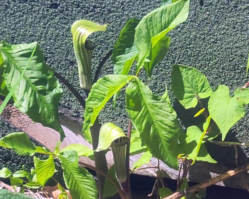 A hidden wonder: Jack-in-the-pulpit